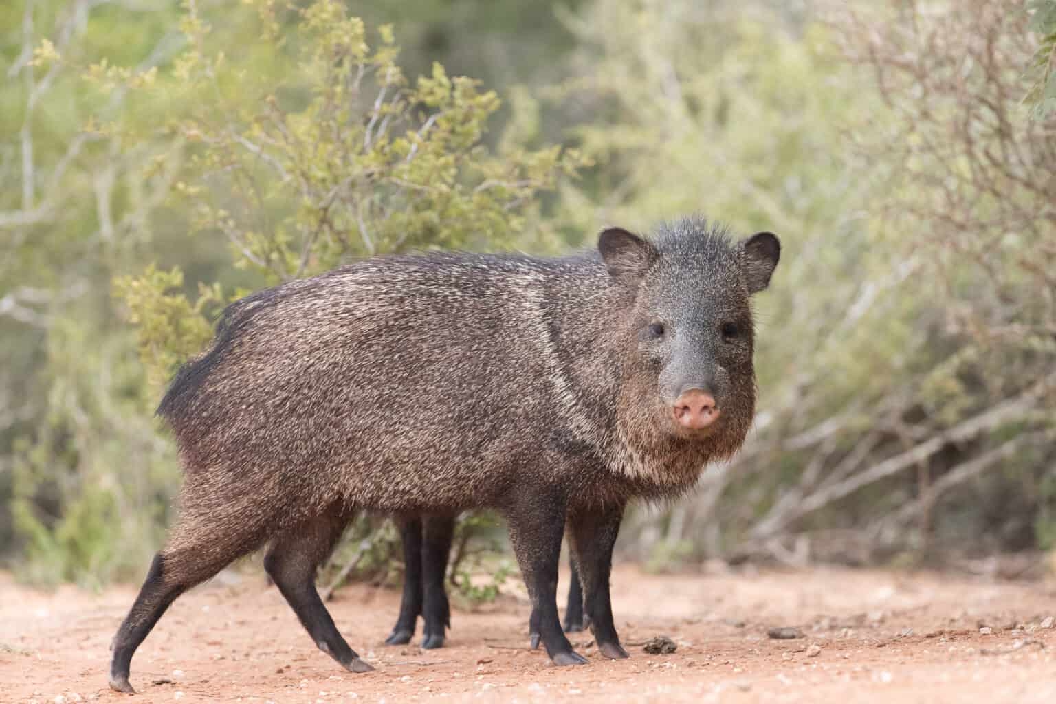 A Wildlife Guide to Grand Canyon National Park - A-Z Animals