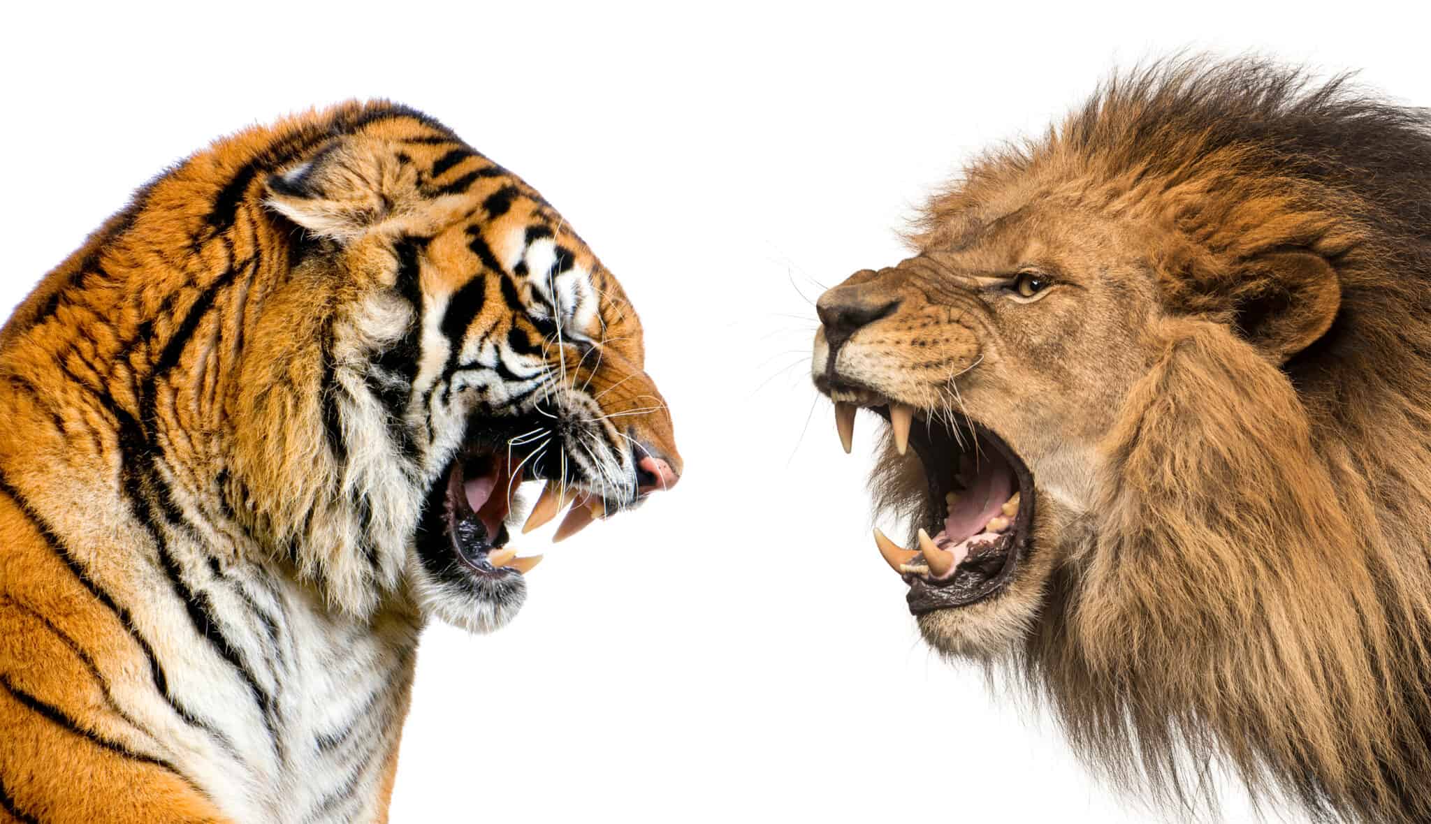 Kangal vs. Lion: Which Would Win in a Fight? - A-Z Animals