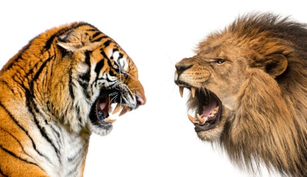 How Tall Are Lions? See Their Height on All Fours and On Hind Legs - A ...