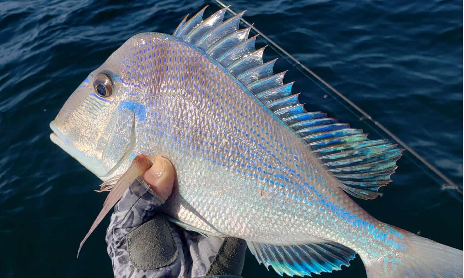 River Monsters! Discover the Biggest Fish Ever Caught in the Hudson ...