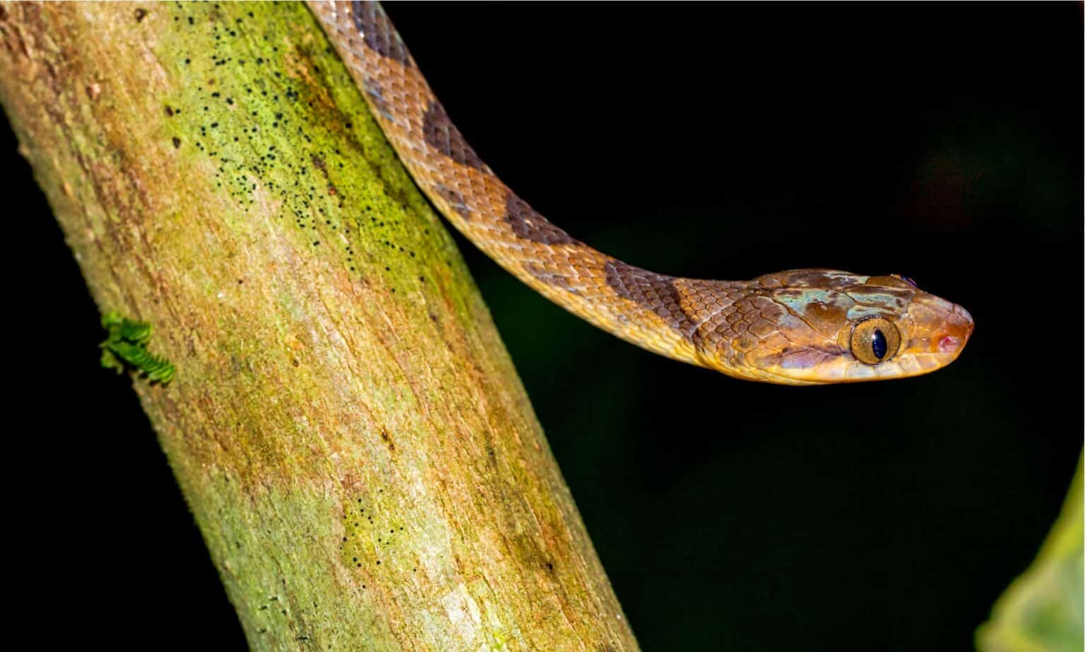 Discover the Largest Vine Snake Ever Found - A-Z Animals