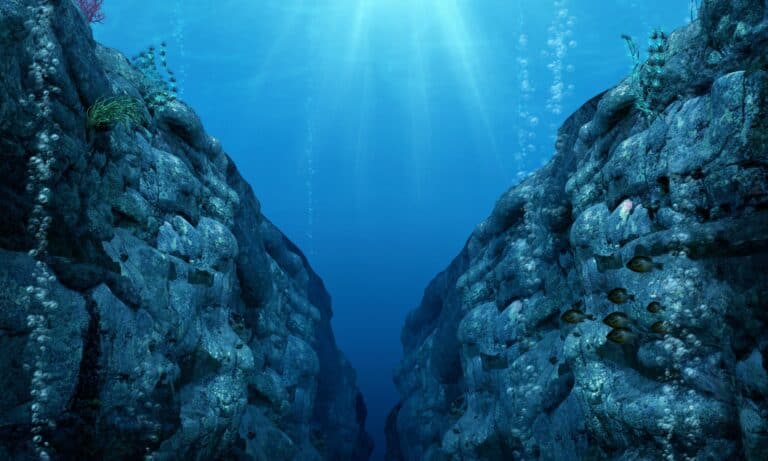 What Lives at the Bottom of Challenger Deep? - A-Z Animals