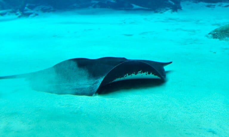 10 Fascinating Facts About Stingrays - A-Z Animals