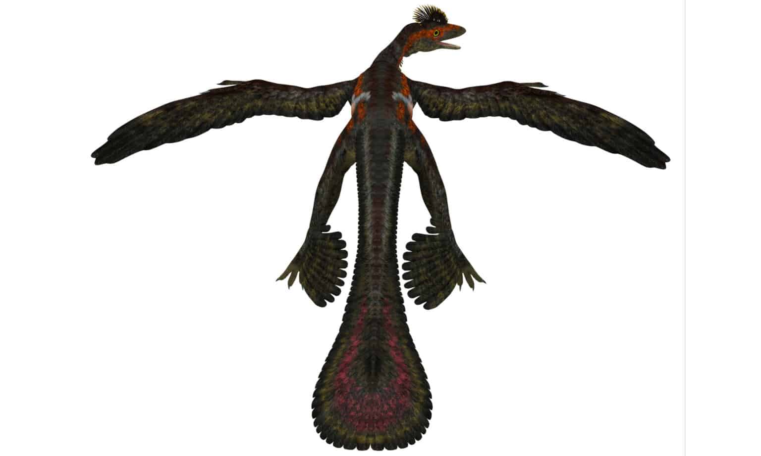 Microraptor Animal Facts - Microraptor - A-Z Animals