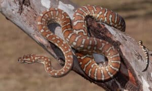Bredl’s Python Animal Facts - Morelia Bredli - A-Z Animals