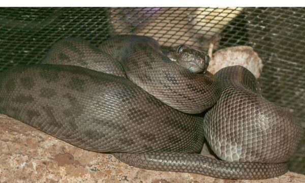 Oenpelli python - A-Z Animals