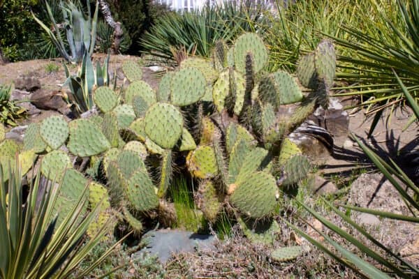 Discover 10 Resilient Plants That Can Thrive in a Desert - A-Z Animals