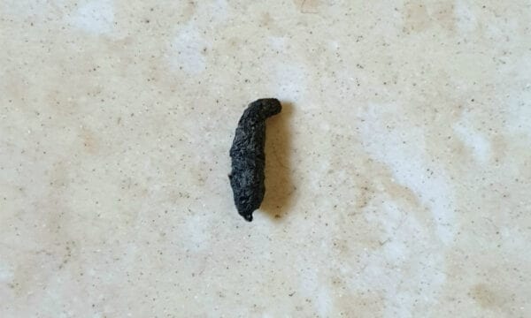 Mole Poop: Everything You've Ever Wanted to Know - A-Z Animals