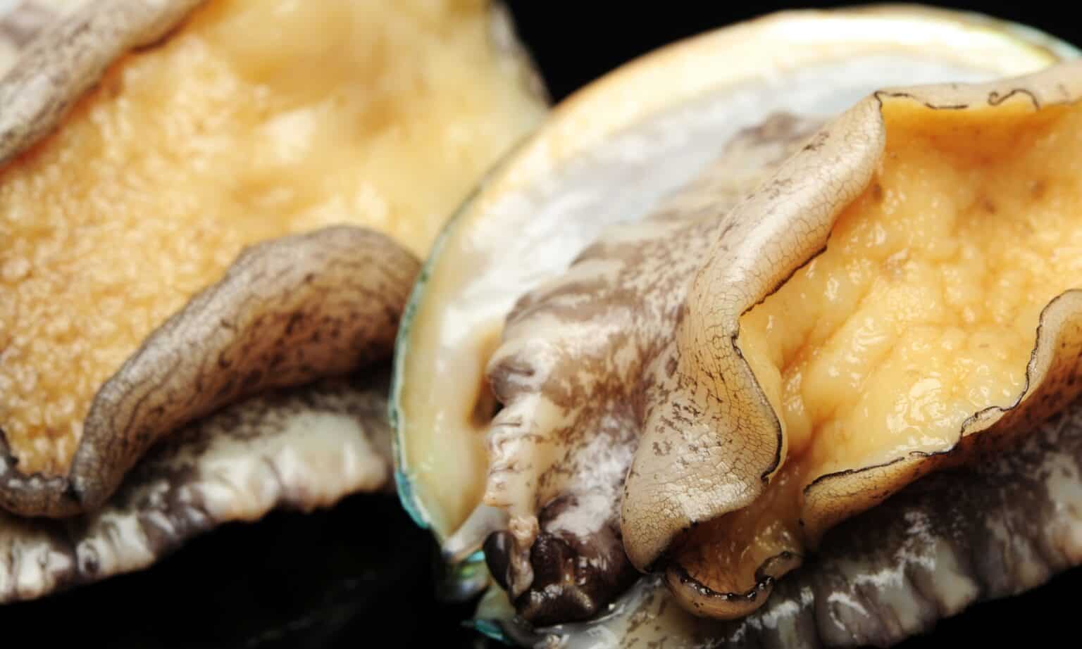 The 5 Best Aquariums in California - IMP WORLD