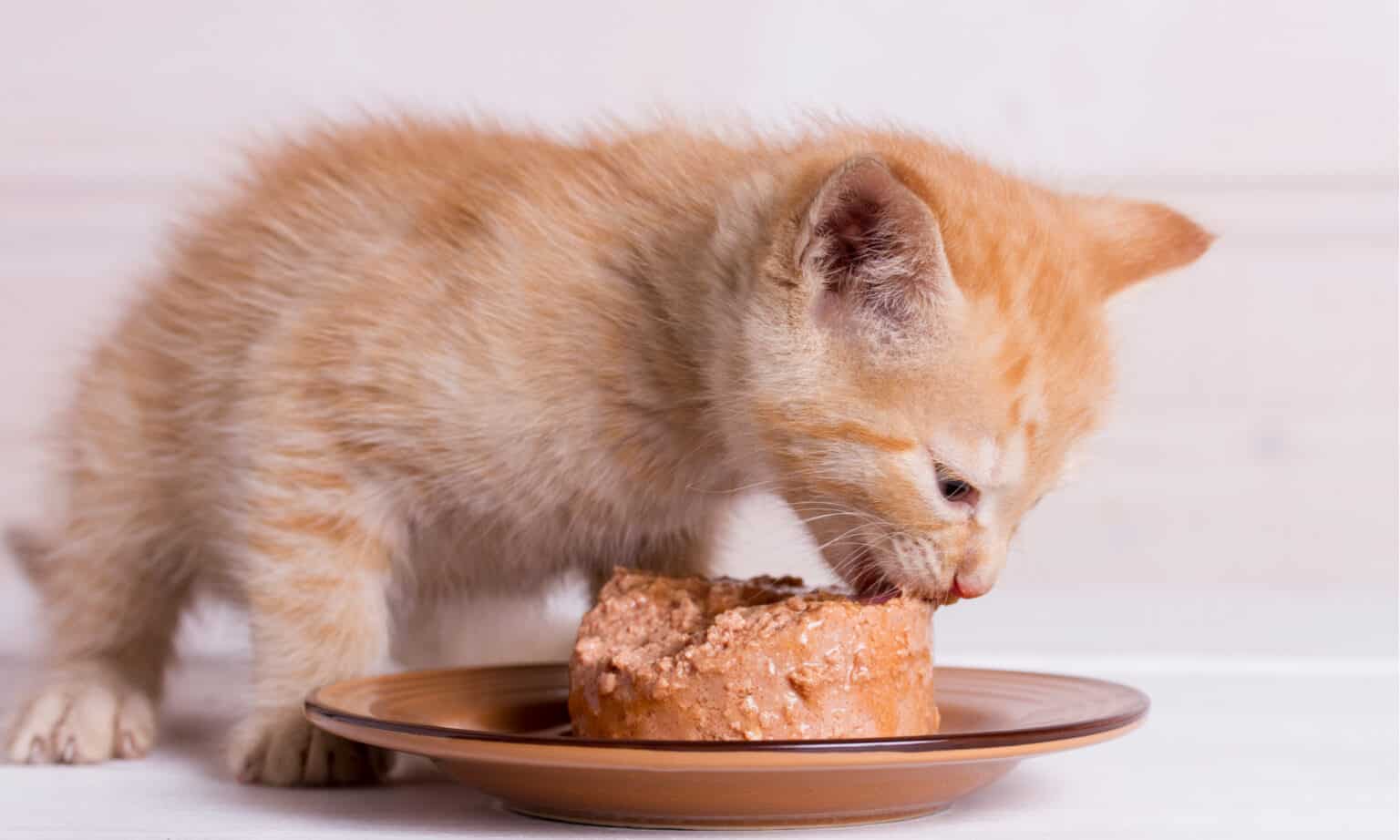 Can Cats Eat Bread? 4 Things to Know Before Feeding - A-Z Animals