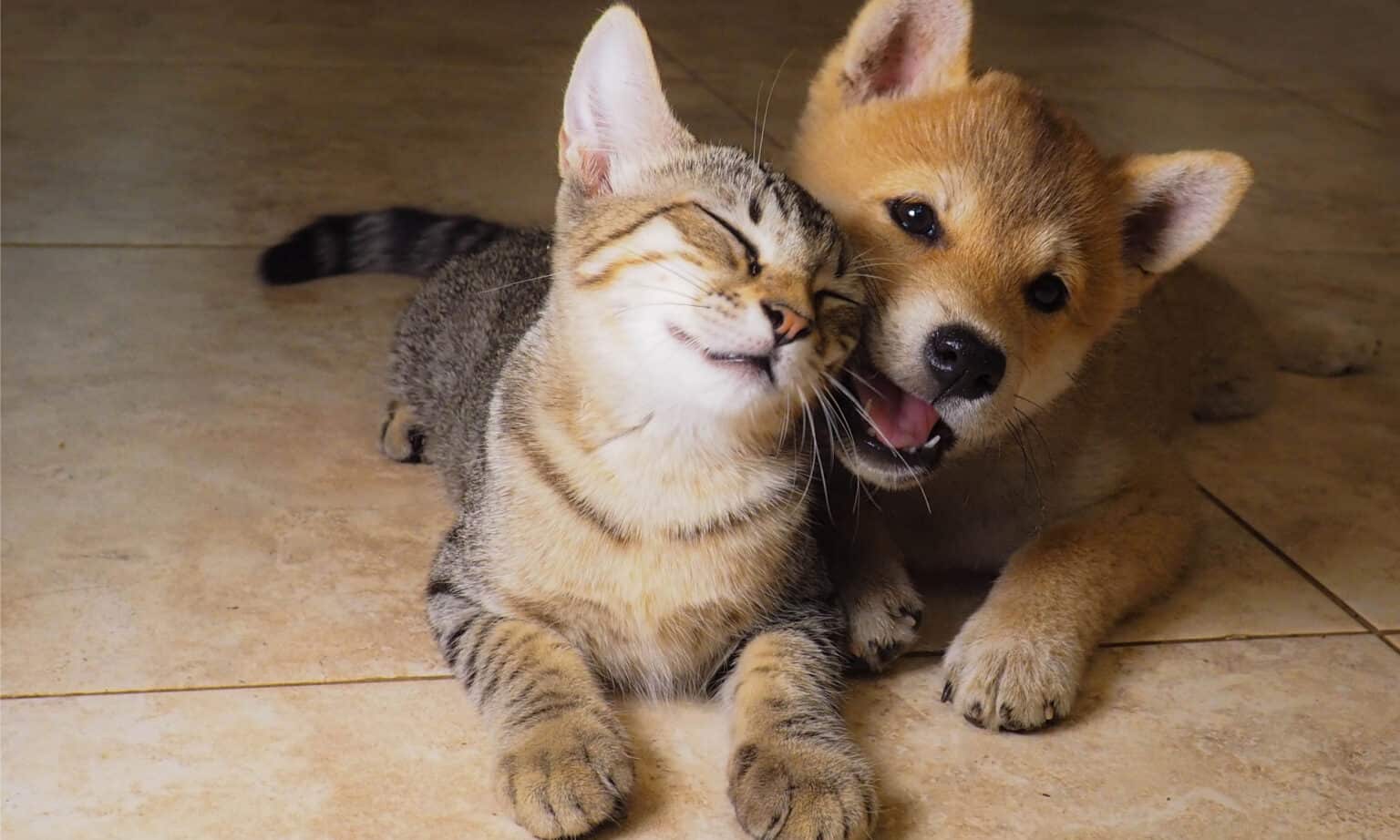 How to Train Your Shiba Inu: The 7 Best Methods and Tips - A-Z Animals