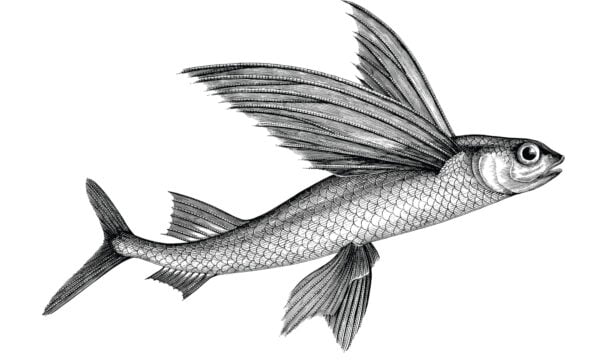 10 Fascinating Facts About Flying Fish - A-Z Animals