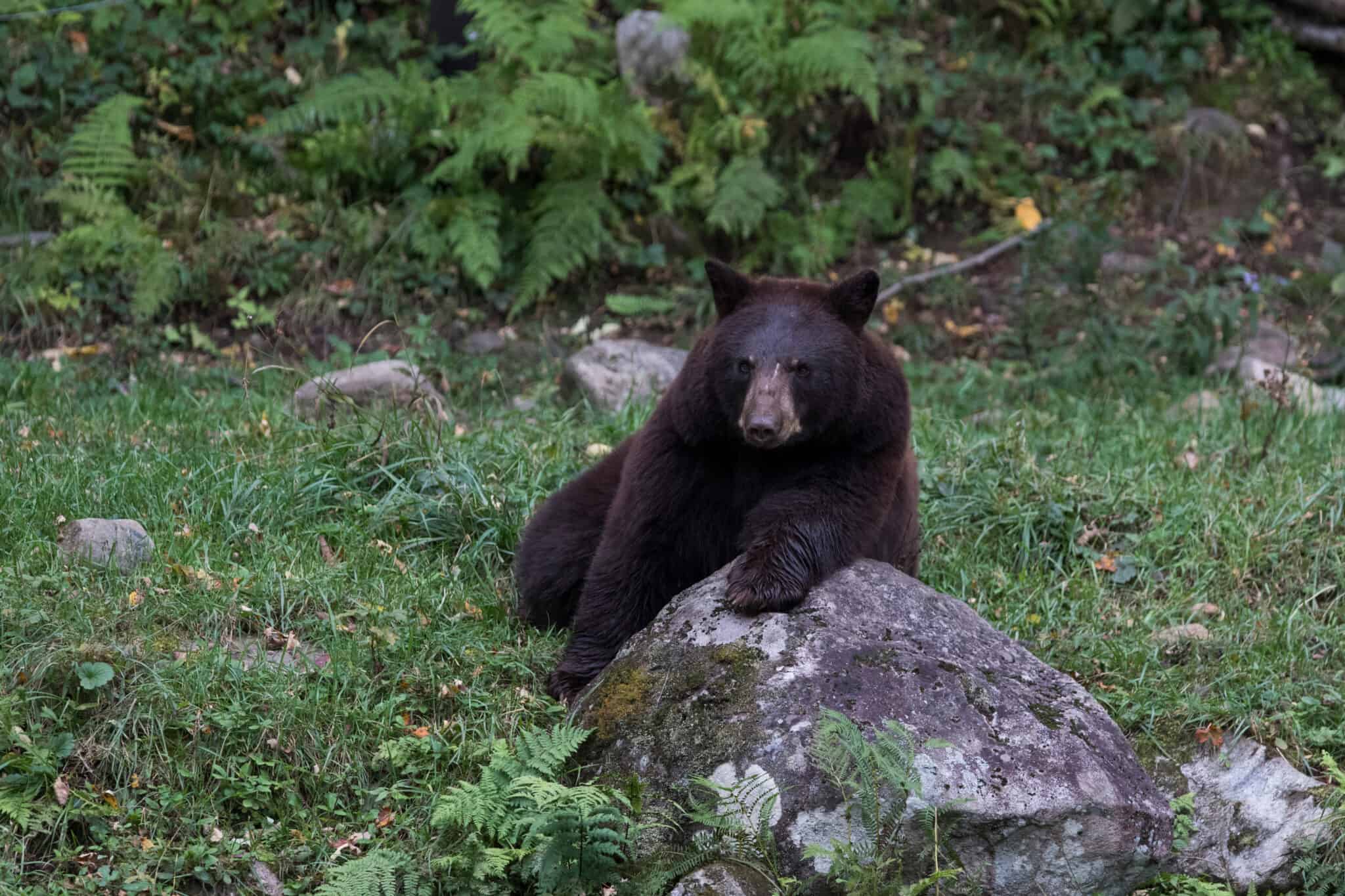 Are Bears Nocturnal Or Diurnal? Their Sleep Behavior Explained - A-Z ...