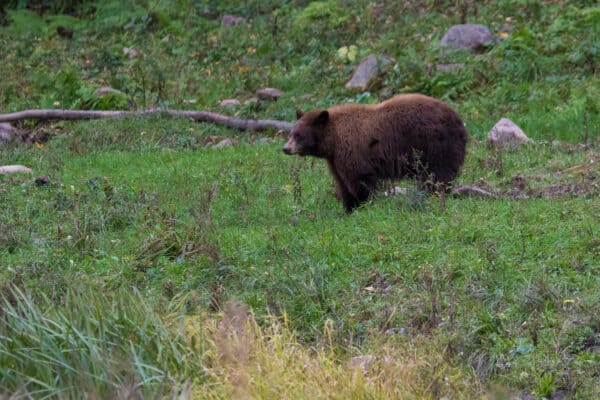Cinnamon Bear Animal Facts - Ursus americanus - A-Z Animals