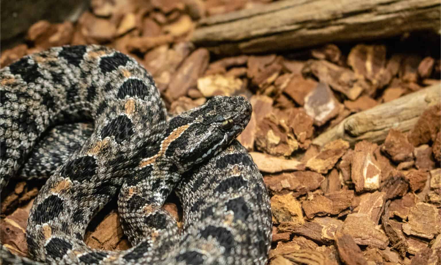 6 Venomous (Poisonous) Snakes in Alabama - A-Z Animals
