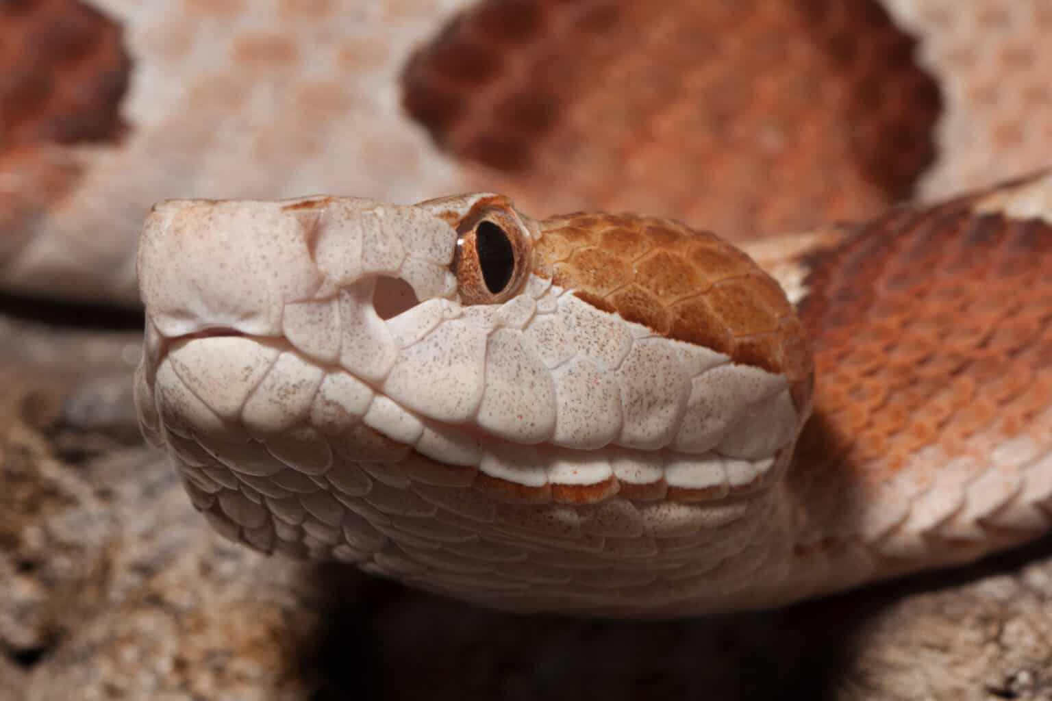 How to Identify a Copperhead: The 5 Step Guide (With Pictures) - A-Z ...