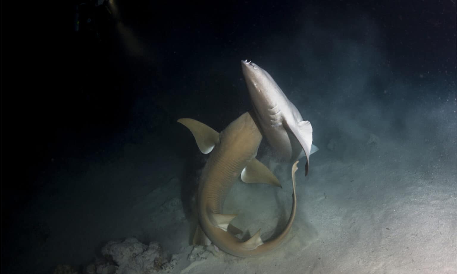 10 Key Facts About Nurse Sharks - A-Z Animals