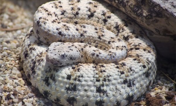 Discover Every Type of Rattlesnake: The 40+ Types of Rattlesnakes - A-Z ...