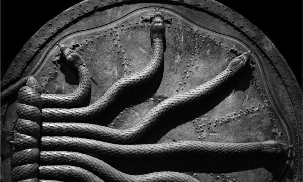 The Best and Most Complete List of 225+ Pet Snake Names - A-Z Animals