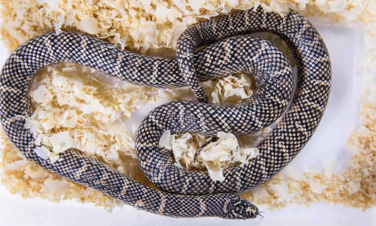 King Snake Animal Facts - Lampropeltis species - A-Z Animals