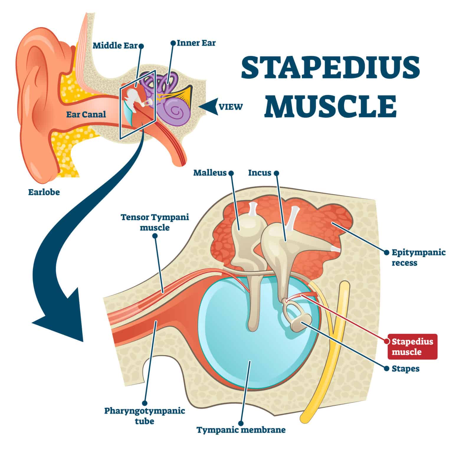 What s The Largest Bone In The Body IMP WORLD