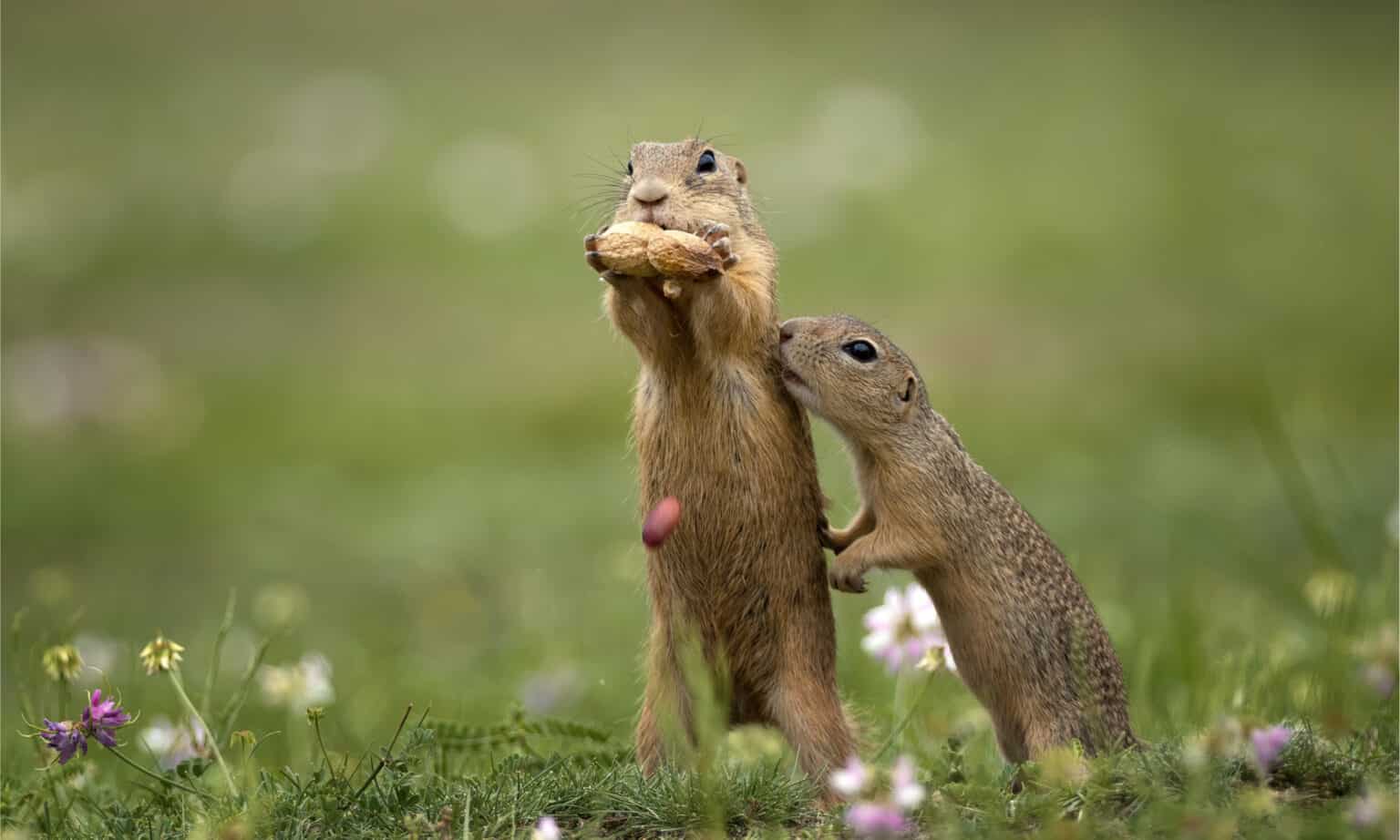 Adorable Animals That Look Like Squirrels - A-Z Animals Slideshows