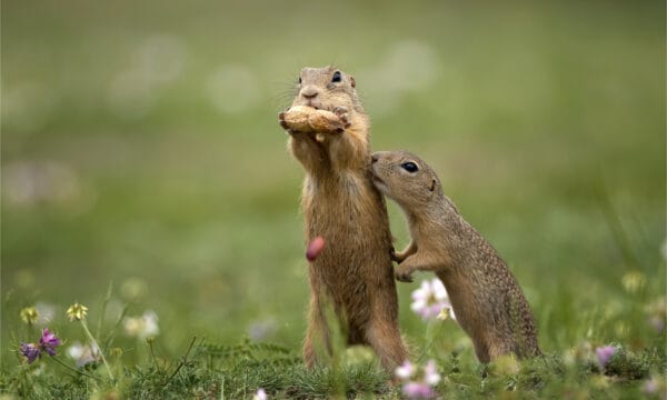 Gopher Teeth: Everything You Need To Know - A-Z Animals