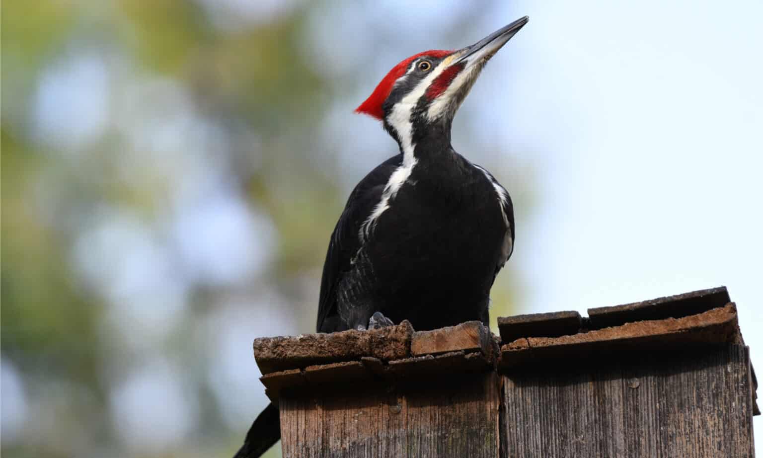 Meet the Resilient Birds That Call Minnesota Home During Winter - A-Z ...