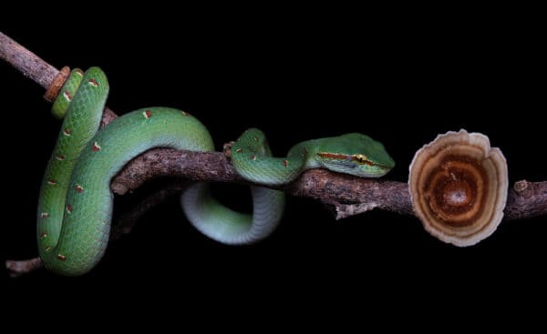 Types Of Vipers - A-Z Animals