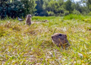 10 Interesting Facts About Gophers - A-Z Animals
