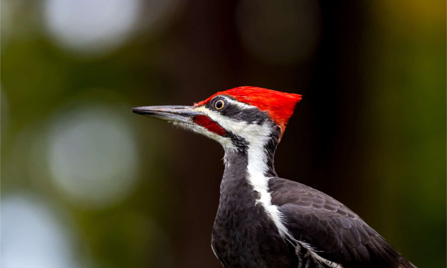 Discover 16 Amazing Birds That Start With P - A-Z Animals