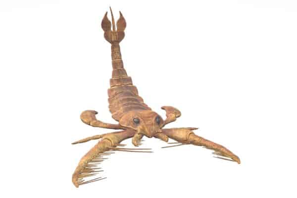 Ancient Oddities: 8 Extinct Sea Creatures - A-Z Animals