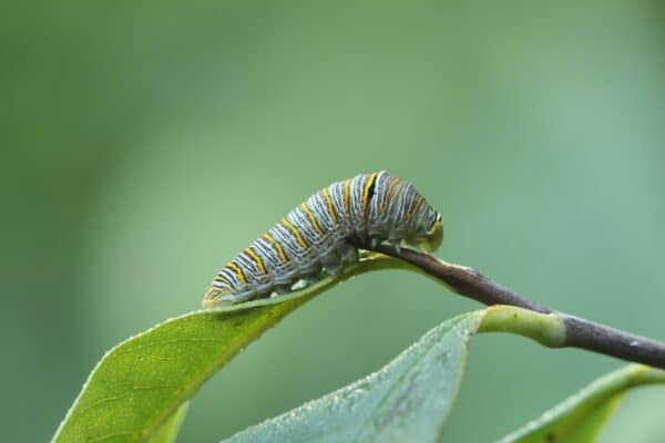 Discover the 12 Caterpillars Found in South Carolina - A-Z Animals