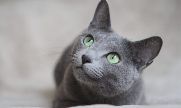 Male vs. Female Russian Blue Cats: 4 Key Differences - A-Z Animals