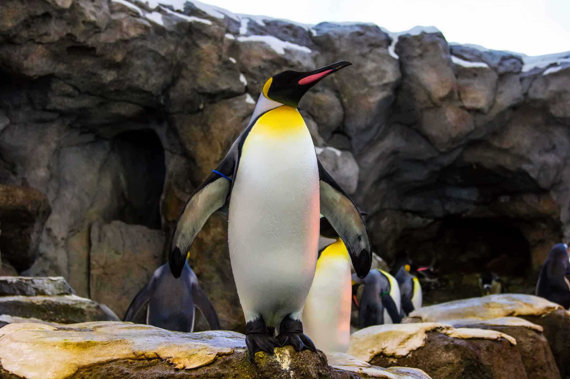 Internal Fertilization - A-Z Animals