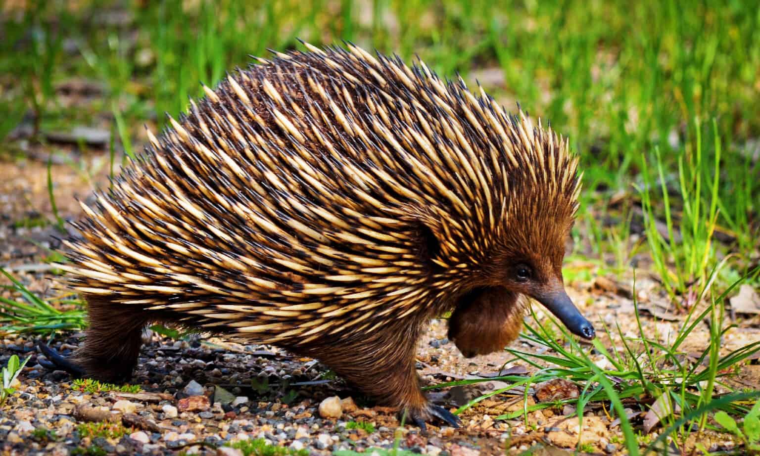 Echidna Animal Facts - Tachyglossus Aculeatus - A-Z Animals