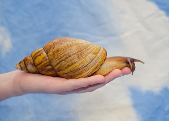 Snail Animal Facts - Achatinoidea - A-Z Animals