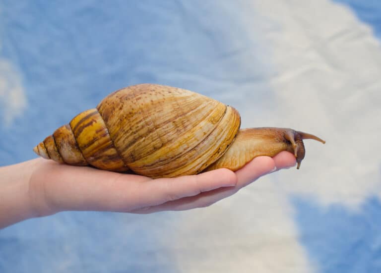 10 Essential Facts About Snails - A-Z Animals