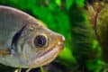Discover 10 Spectacular Fish Found in Guyana - A-Z Animals