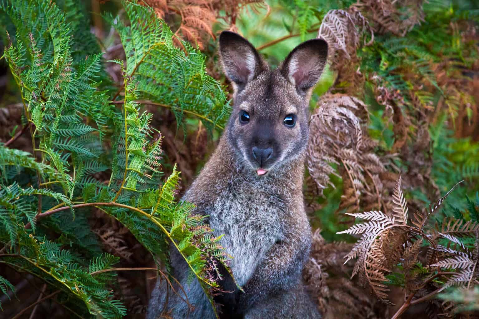 Wallaby Animal Facts - Macropus - A-Z Animals