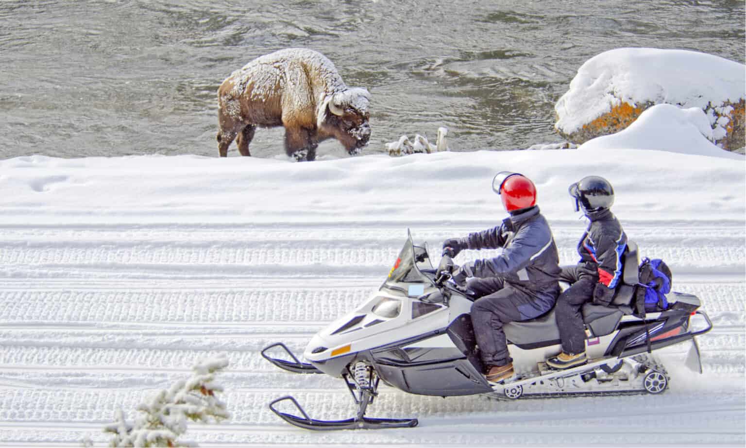 Animals in Yellowstone National Park: The Complete Guide - A-Z Animals
