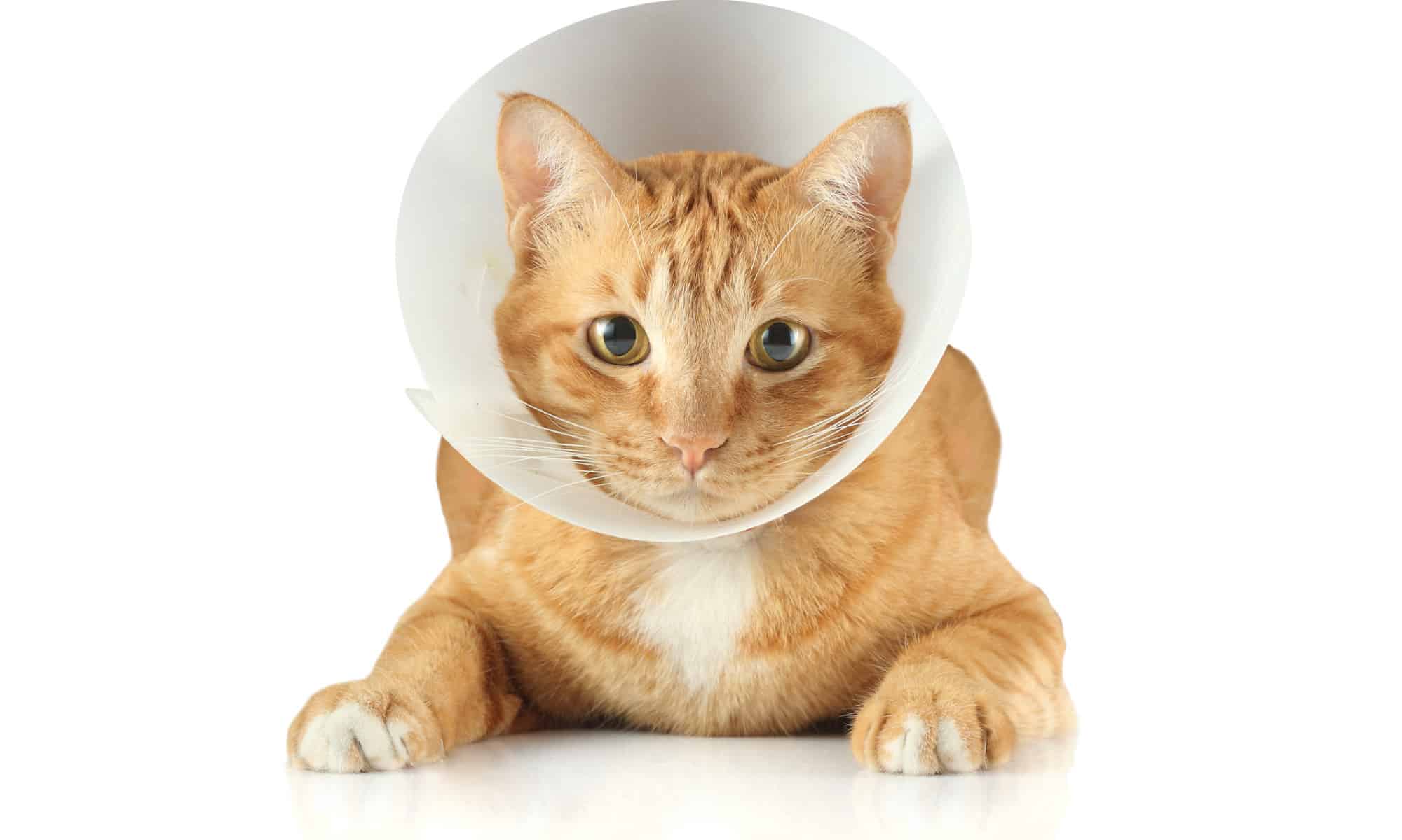 Clavamox Dosage Chart for Cats: Risks, Side Effects, Dosage, and More ...