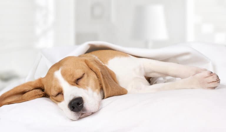 The Most Common Dog Sleeping Positions and What They Mean - A-Z Animals