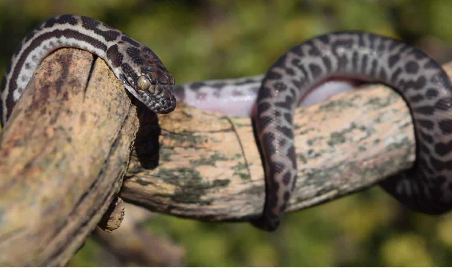 Children’s python Animal Facts - Antaresia childreni - A-Z Animals