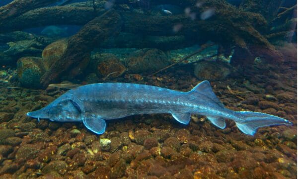 What's in the Connecticut River and Is Is Safe to Swim In? - A-Z Animals