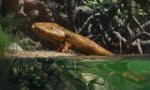 7 Land Animals Among the First to Ever Walk the Earth - A-Z Animals