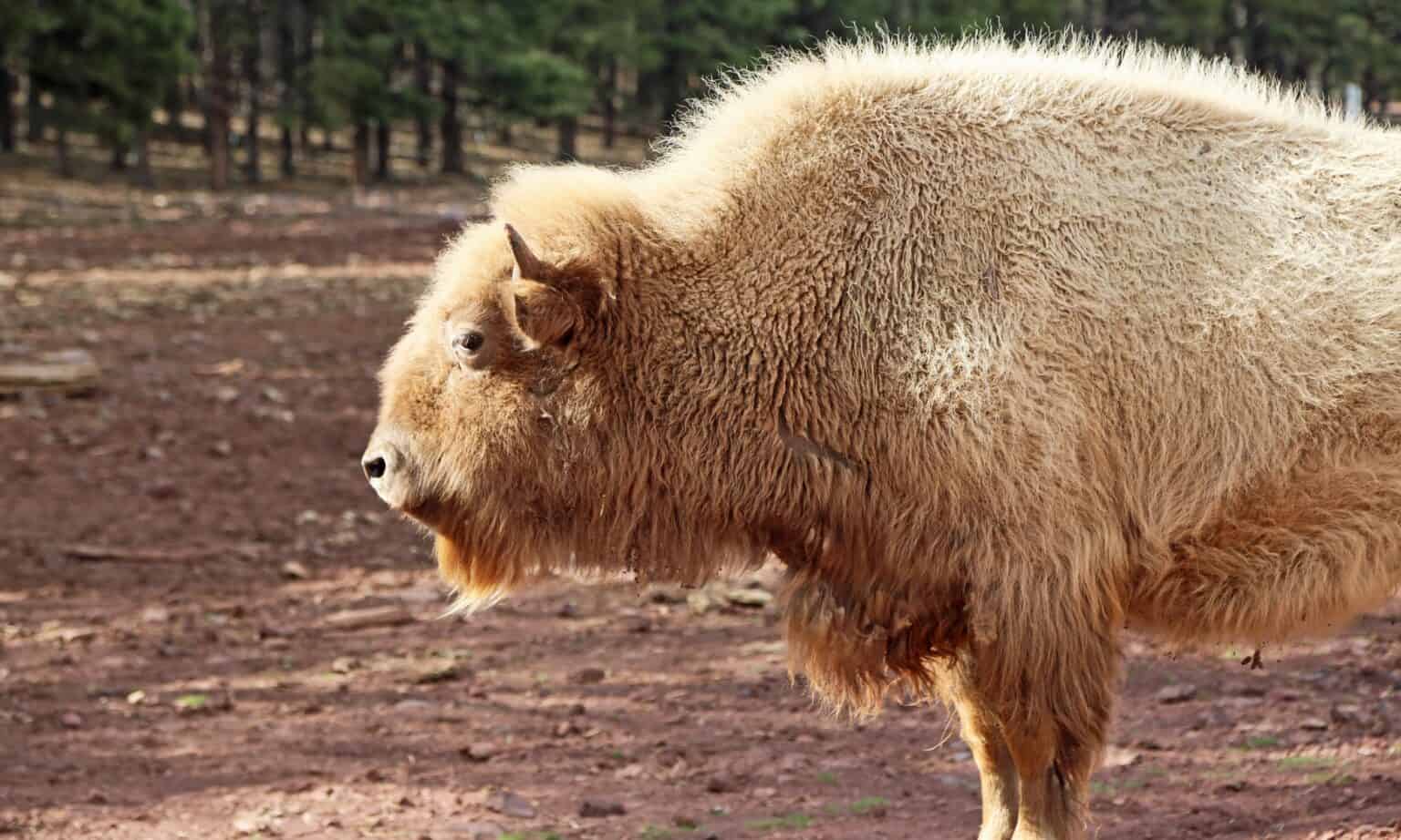 American Bison: Are Buffalo Extinct? - A-Z Animals