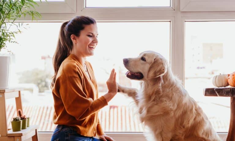 How Smart Are Golden Retrievers? Learn About Their Intelligence