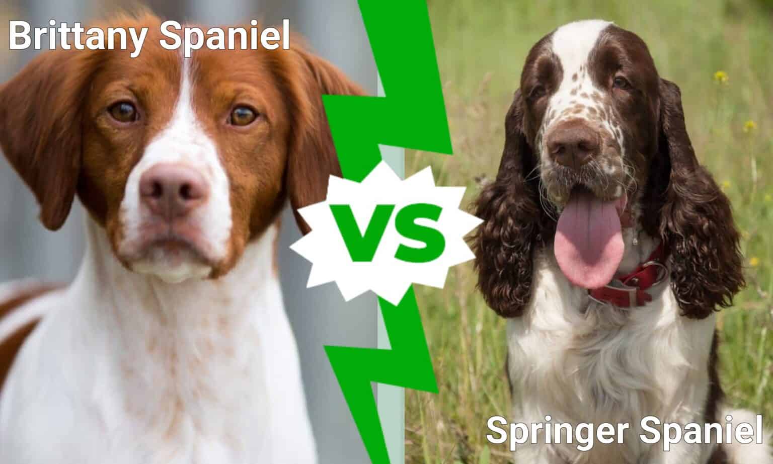 Brittany Spaniel Vs Springer Spaniel 6 Ways They Are Different A Z