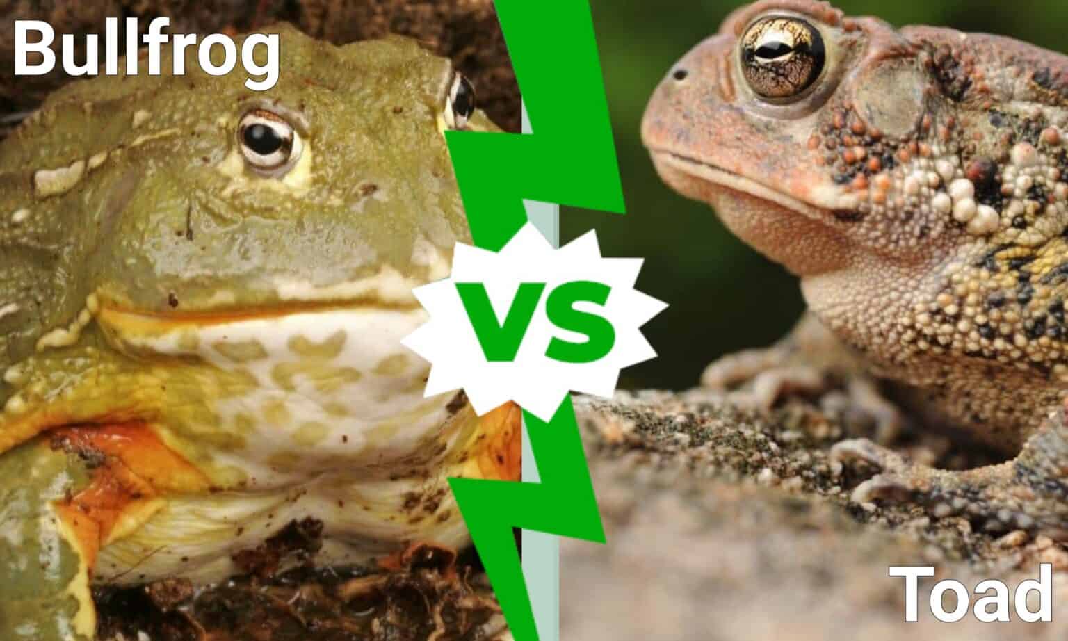 Bullfrog vs Toad: How to Tell Them Apart - A-Z Animals